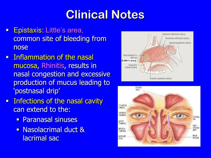 PPT - Nose, Nasal cavity & Paranasal Sinuses PowerPoint Presentation ...