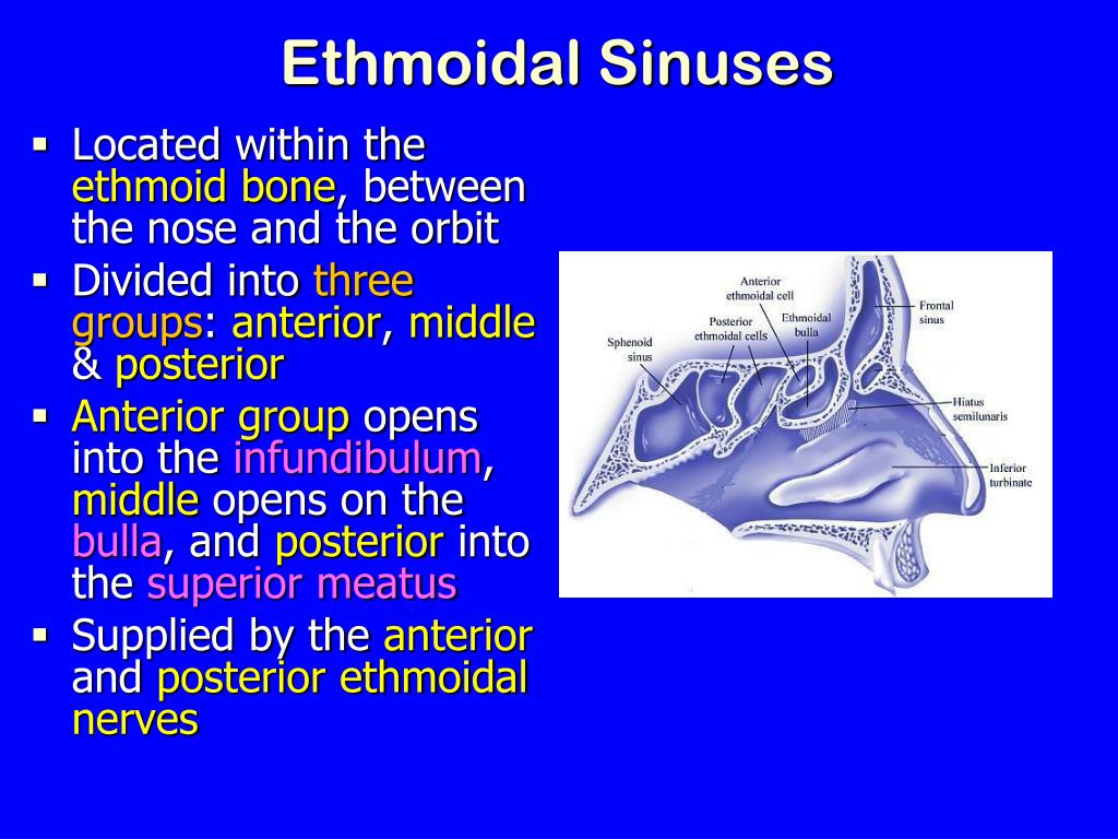 PPT - Nose, Nasal cavity & Paranasal Sinuses PowerPoint Presentation ...