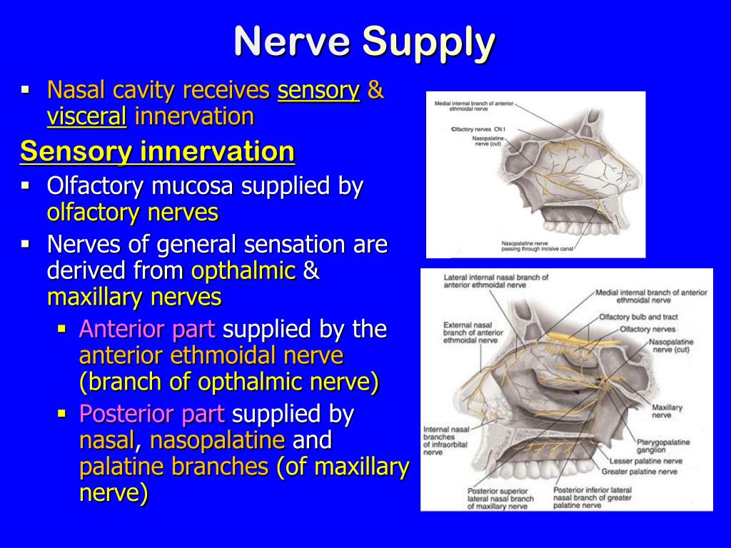 PPT - Nose, Nasal cavity & Paranasal Sinuses PowerPoint Presentation ...