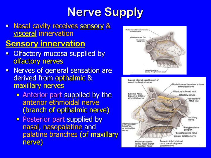 PPT - Nose, Nasal cavity & Paranasal Sinuses PowerPoint Presentation ...