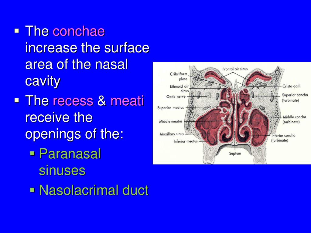 PPT - Nose, Nasal cavity & Paranasal Sinuses PowerPoint Presentation ...
