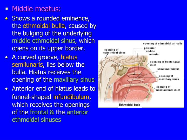 Nasal Meatus Wikipedia