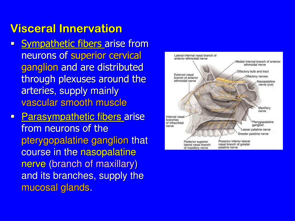 PPT - Nose, Nasal cavity & Paranasal Sinuses PowerPoint Presentation ...