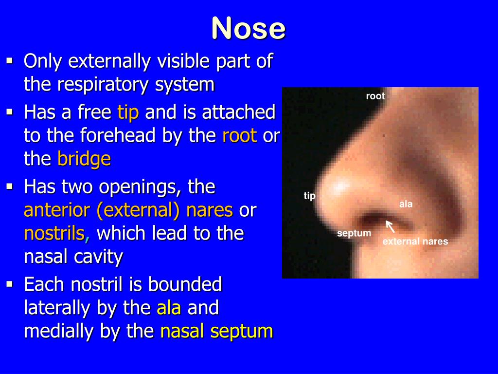 PPT - Nose, Nasal cavity & Paranasal Sinuses PowerPoint Presentation ...