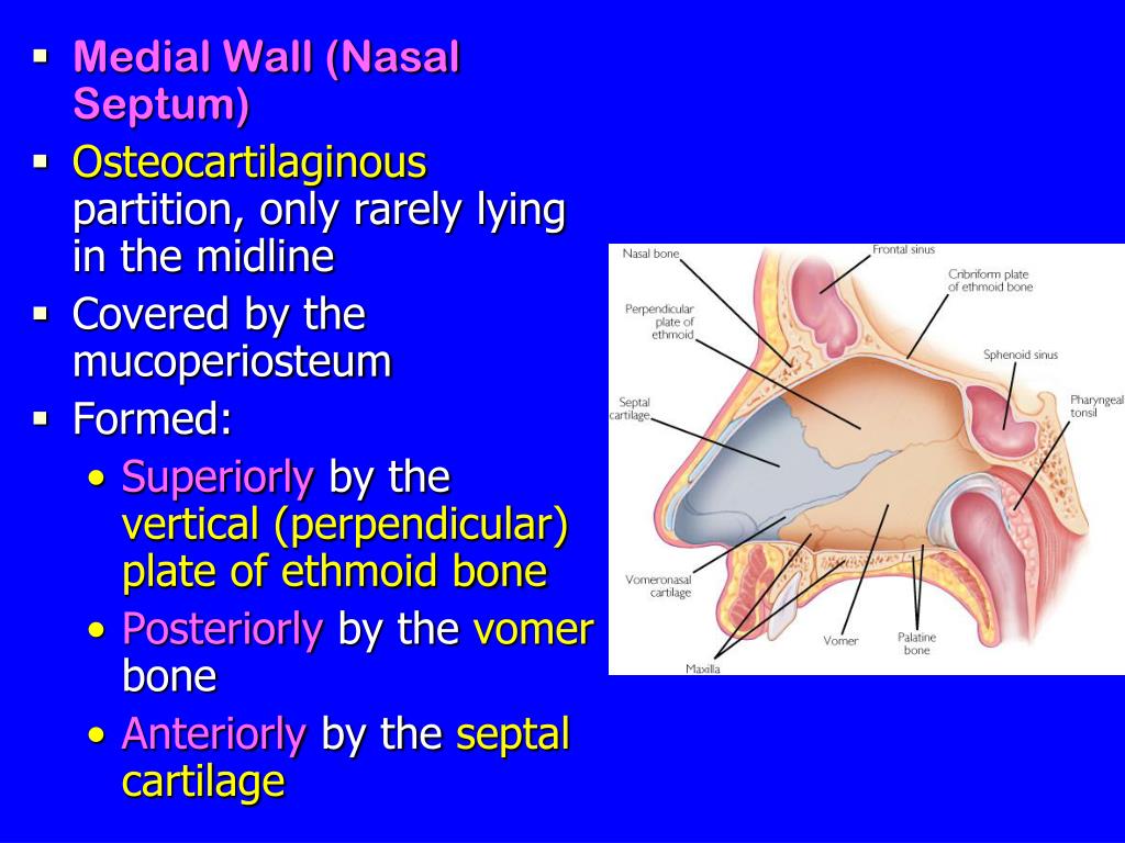 PPT - Nose, Nasal cavity & Paranasal Sinuses PowerPoint Presentation ...