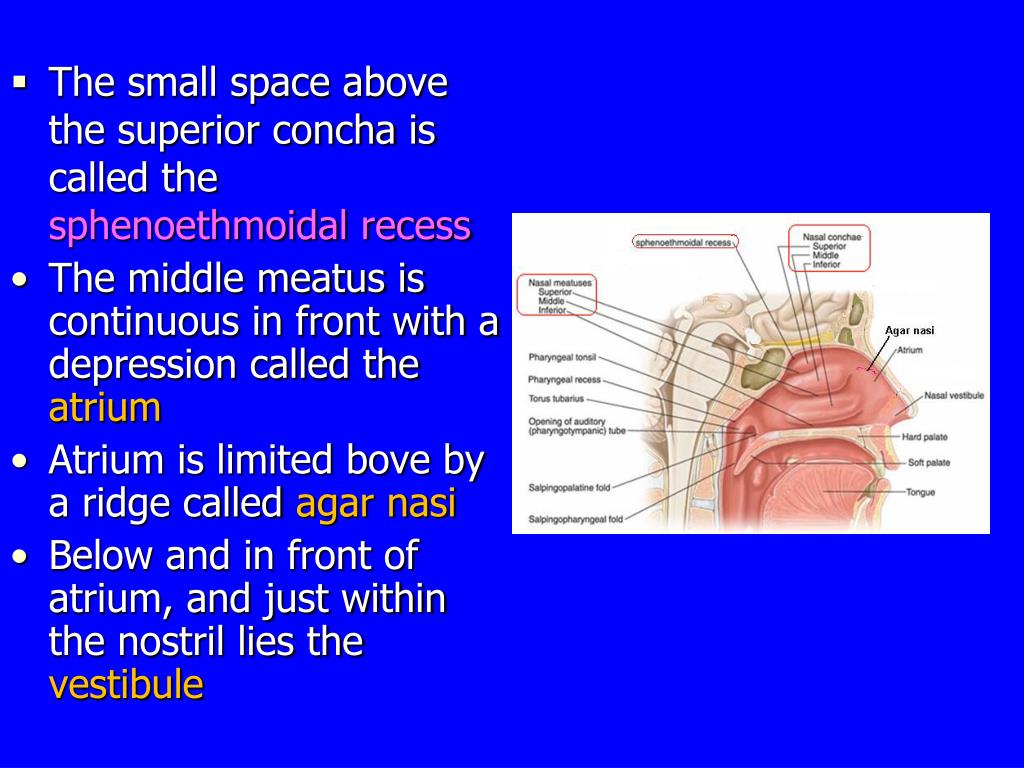 PPT - Nose, Nasal cavity & Paranasal Sinuses PowerPoint Presentation ...