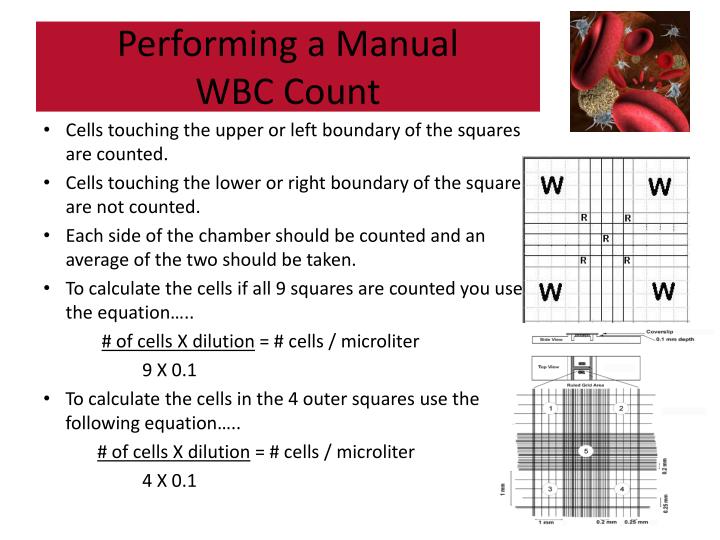 PPT - RBC, WBC, & PLT Counts PowerPoint Presentation - ID:3070880