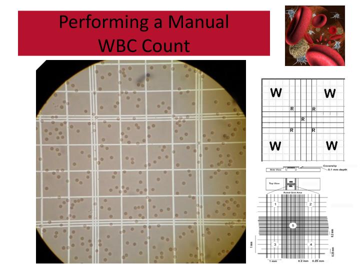 PPT - RBC, WBC, & PLT Counts PowerPoint Presentation - ID:3070880