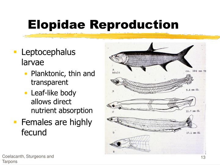 PPT - The Coelacanth PowerPoint Presentation - ID:3071082