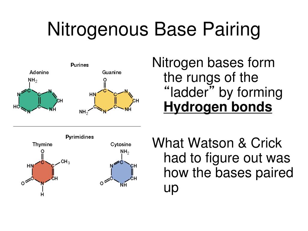 PPT - DNA, Replication, Protein Synthesis PowerPoint Presentation, free ... PPT - DNA, Replication, Protein Synthesis PowerPoint Presentation, free ...