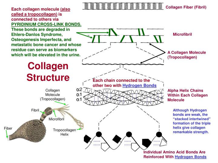 PPT - Tissue Types in the Human PowerPoint Presentation - ID:3071883