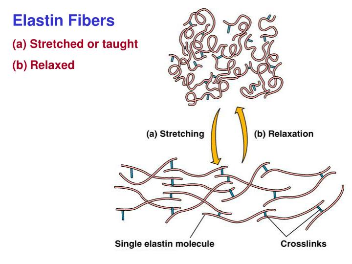 PPT - Tissue Types in the Human PowerPoint Presentation - ID:3071883