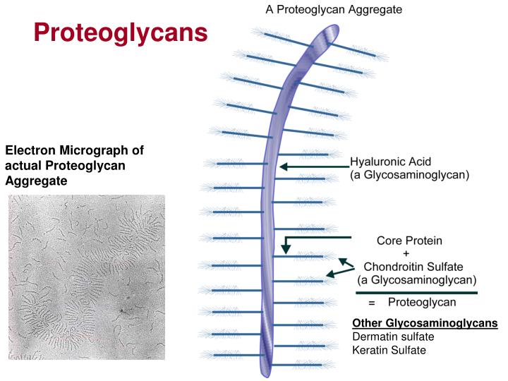 PPT - Tissue Types in the Human PowerPoint Presentation - ID:3071883
