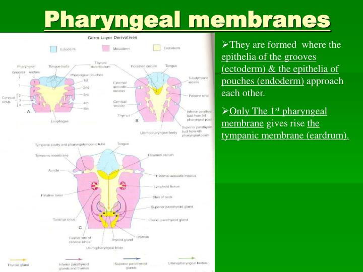 PPT - The Respiratory System PowerPoint Presentation - ID:3071951