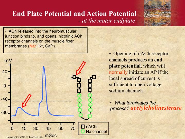 End Plate Potential