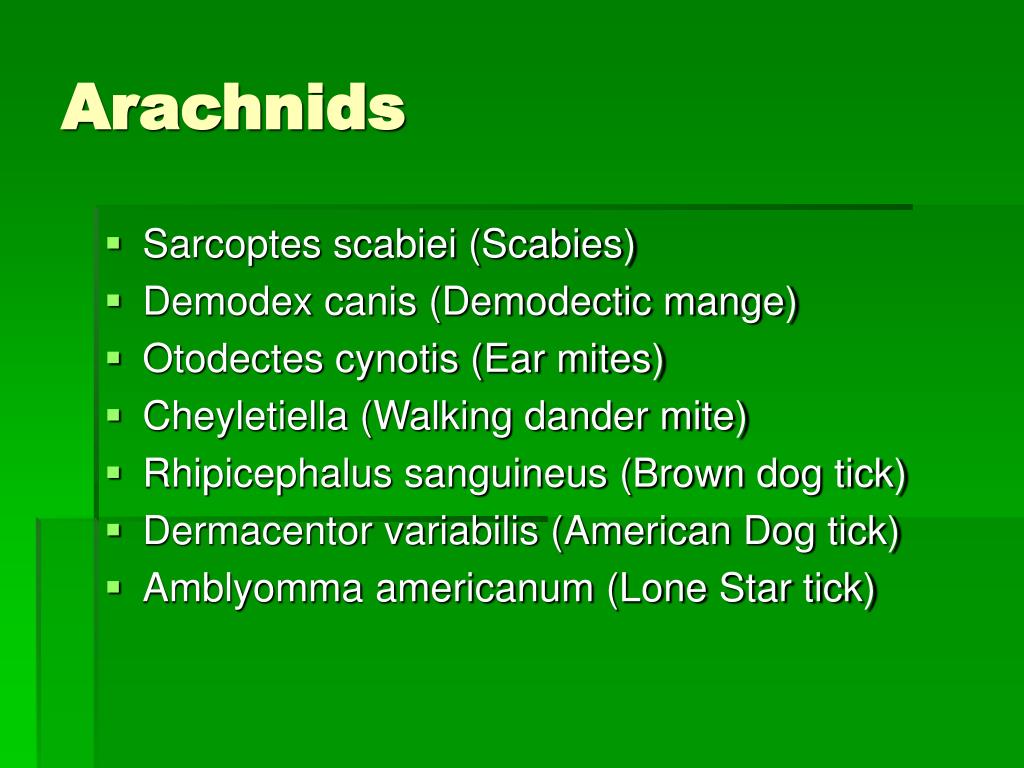 PPT - Parasites of Dogs and Cats PowerPoint Presentation, free download ...