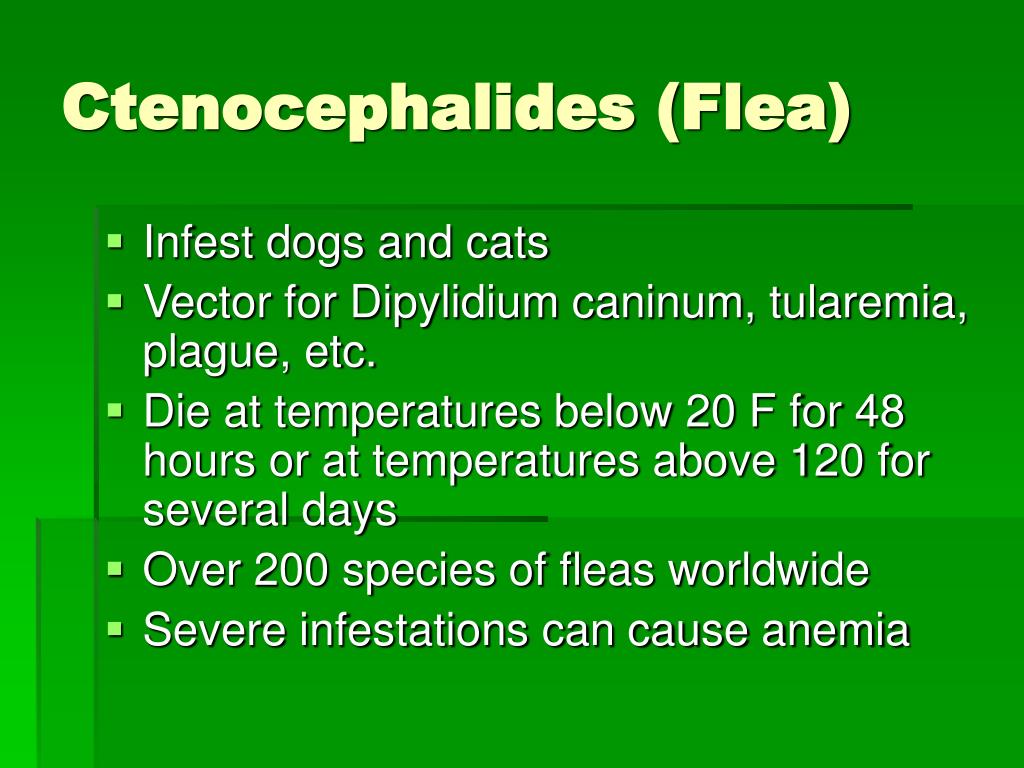 PPT - Parasites of Dogs and Cats PowerPoint Presentation, free download ...