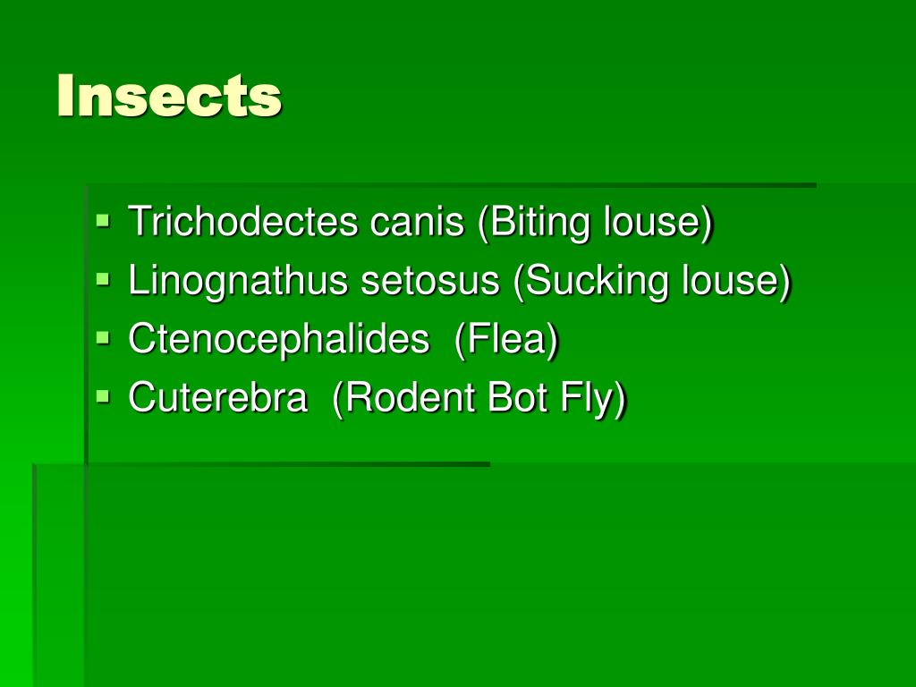 PPT - Parasites of Dogs and Cats PowerPoint Presentation, free download ...