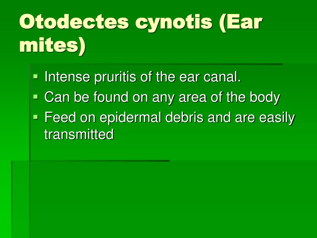 PPT - Parasites of Dogs and Cats PowerPoint Presentation, free download ...
