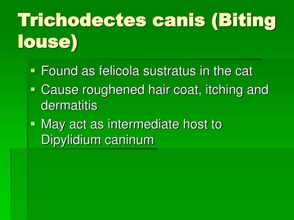 PPT - Parasites of Dogs and Cats PowerPoint Presentation, free download ...