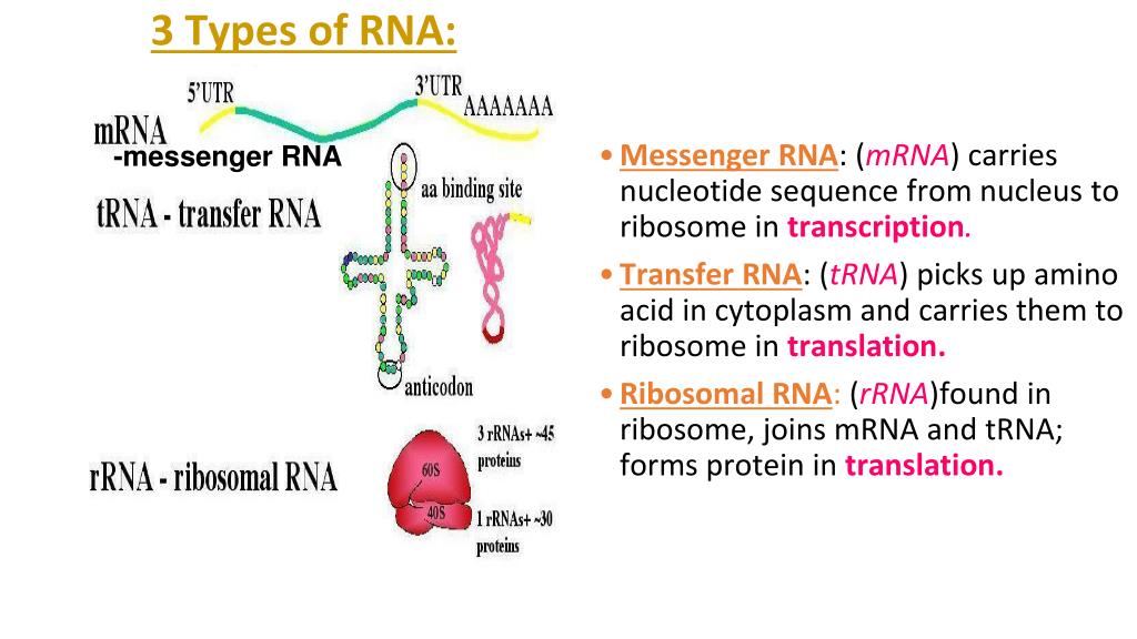 PPT - DNA, Protein Synthesis and Biotechnology EOC Review PowerPoint ...