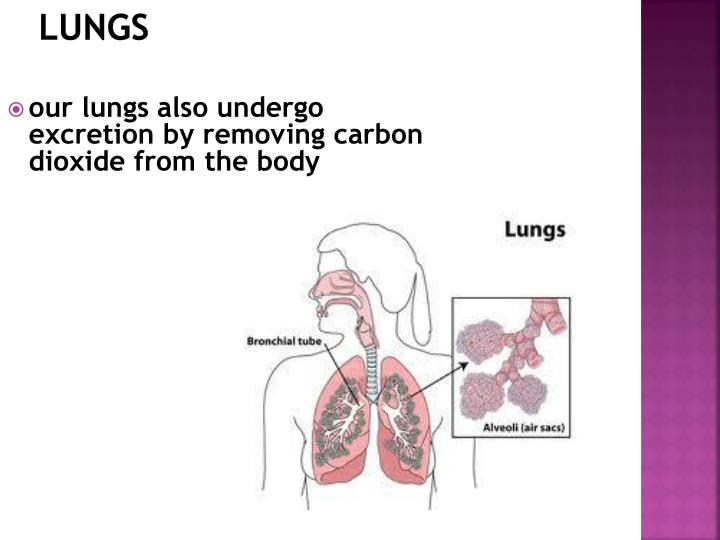 PPT - Digestive System and Excretory system Notes PowerPoint ...