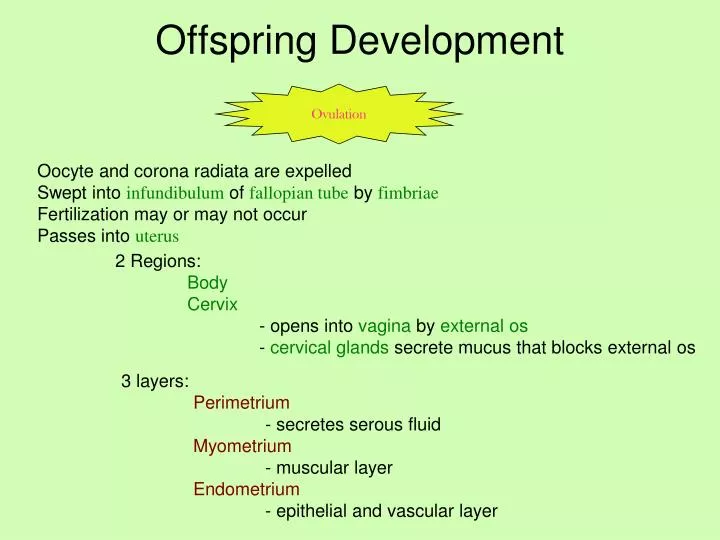 PPT - Offspring Development PowerPoint Presentation, free download - ID ...