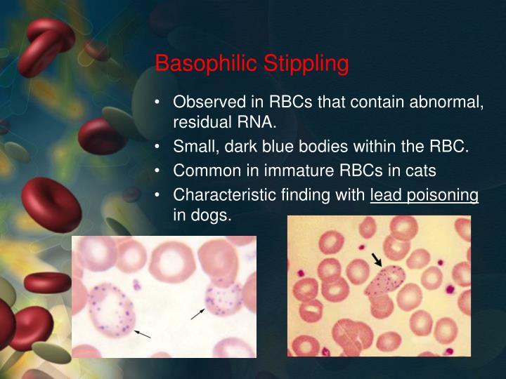 PPT - Hematology PowerPoint Presentation - ID:3074089