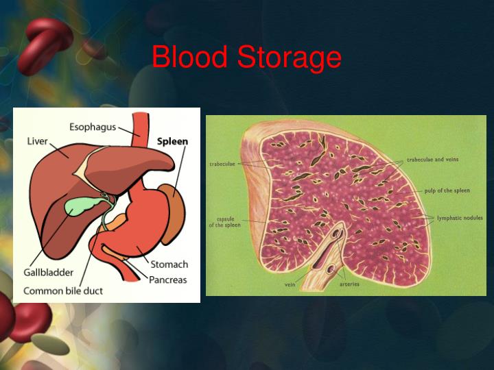 PPT - Hematology PowerPoint Presentation - ID:3074089