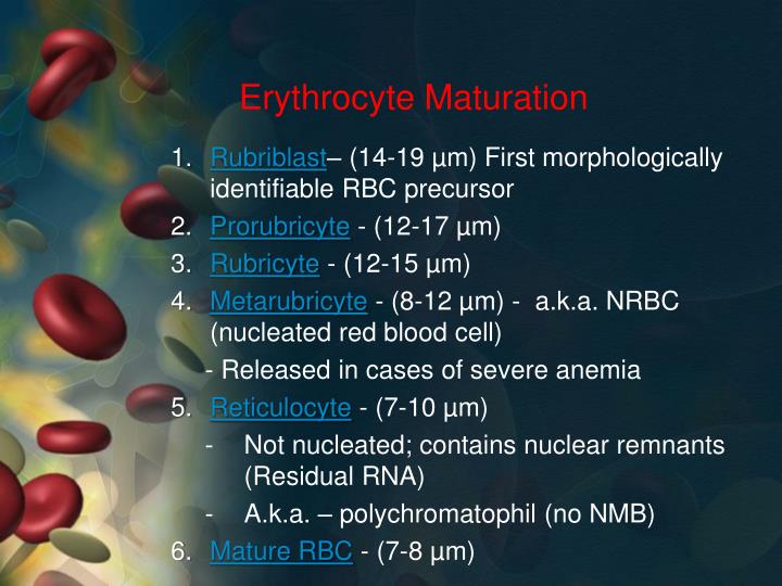 PPT - Hematology PowerPoint Presentation - ID:3074089