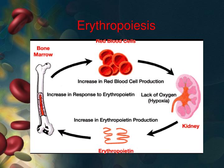 PPT - Hematology PowerPoint Presentation - ID:3074089