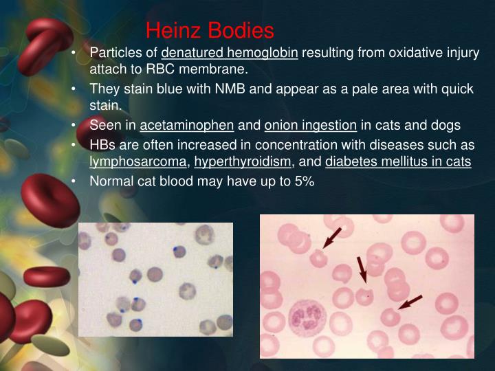 PPT - Hematology PowerPoint Presentation - ID:3074089