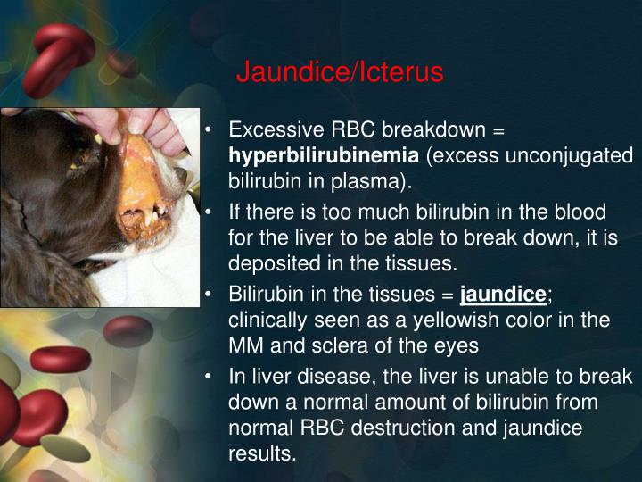 PPT - Hematology PowerPoint Presentation - ID:3074089