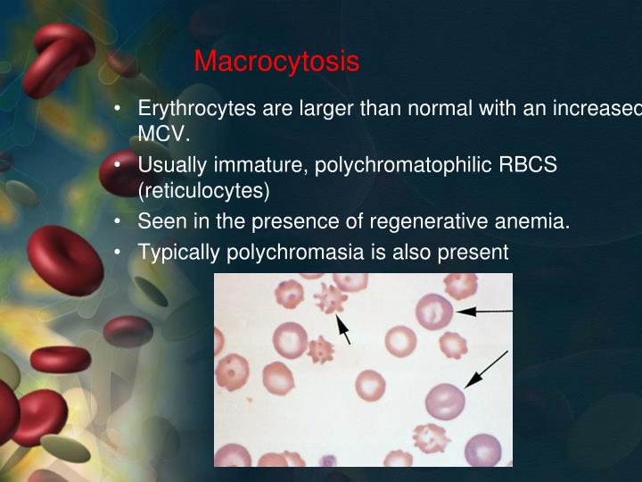 PPT - Hematology PowerPoint Presentation - ID:3074089