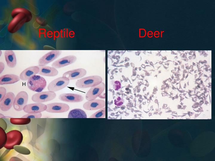 PPT - Hematology PowerPoint Presentation - ID:3074089