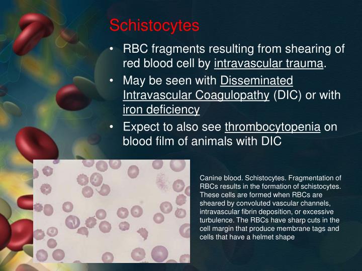 PPT - Hematology PowerPoint Presentation - ID:3074089