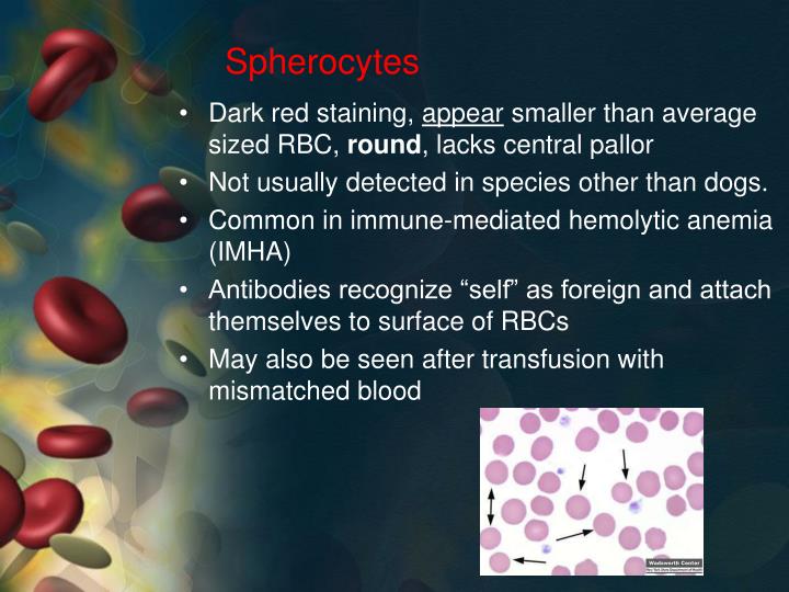 PPT - Hematology PowerPoint Presentation - ID:3074089