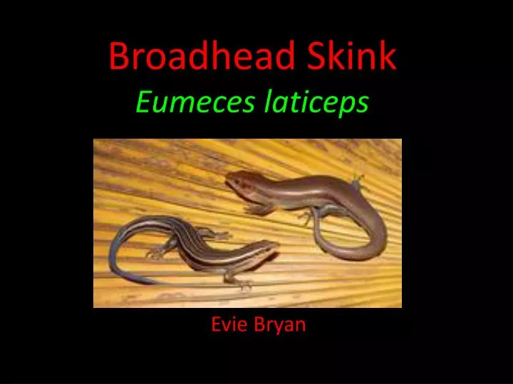 PPT - Broadhead Skink Eumeces laticeps PowerPoint Presentation, free ...