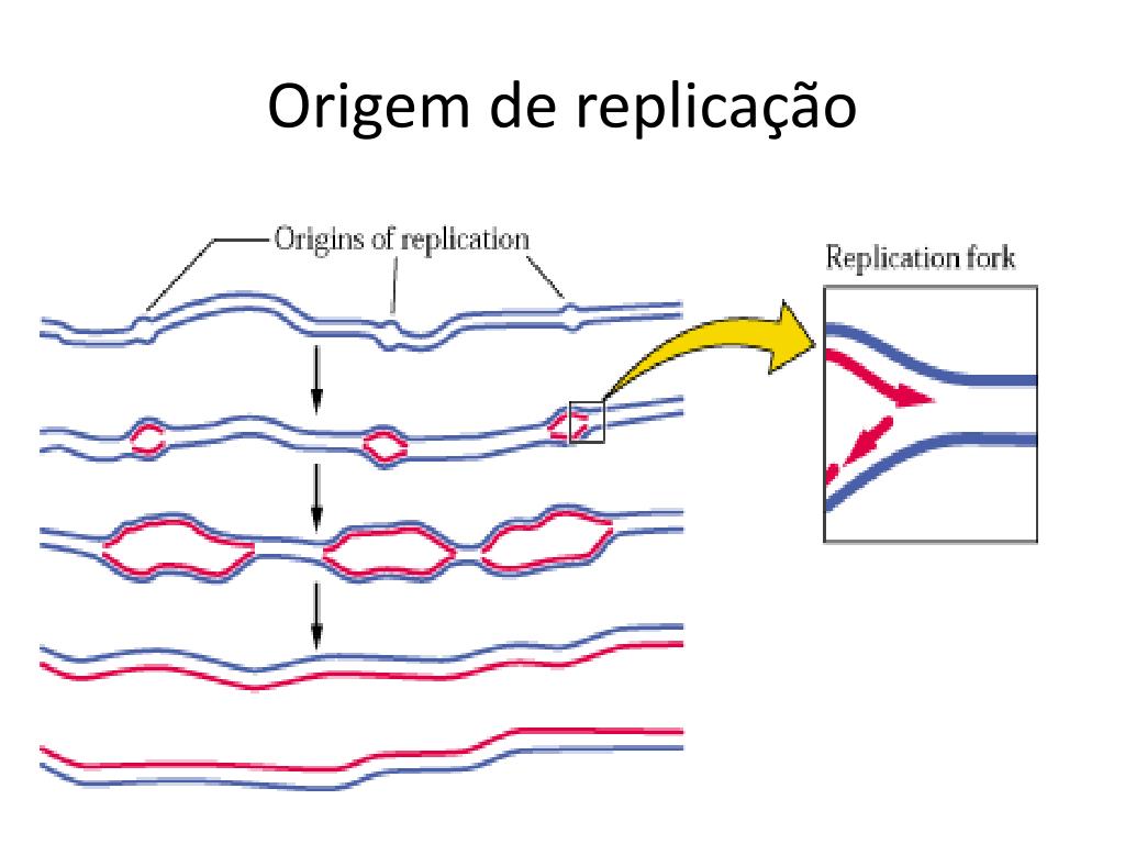 PPT - DNA PowerPoint Presentation, free download - ID:3074502