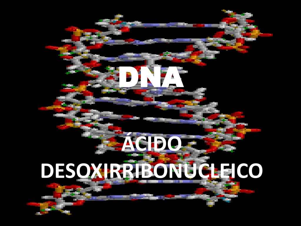PPT - DNA PowerPoint Presentation, free download - ID:3074502