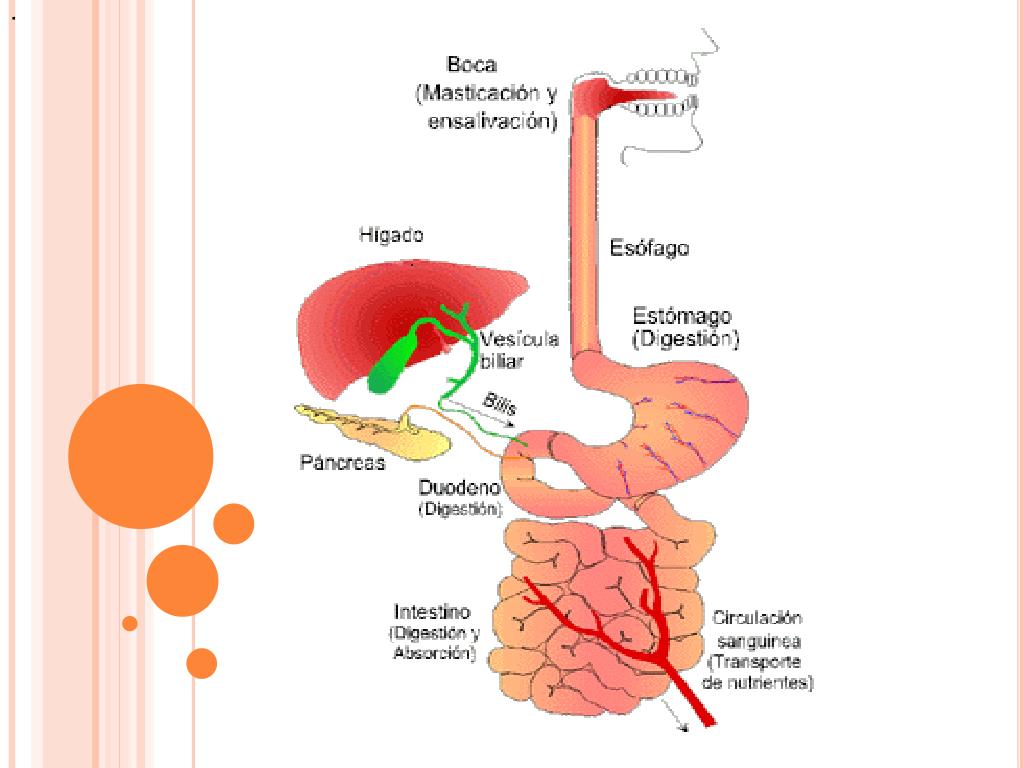 Diagrama De Enzimas Digestivas Proyecto Biosfera