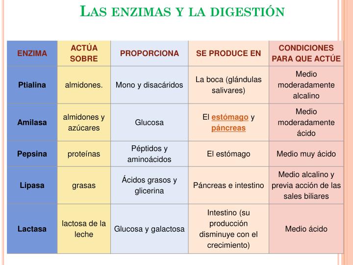 PPT - Las enzimas y la digestión PowerPoint Presentation - ID:3074716