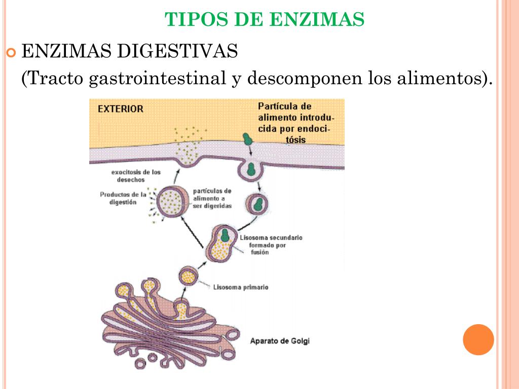 PPT - Las enzimas y la digestión PowerPoint Presentation, free download ...