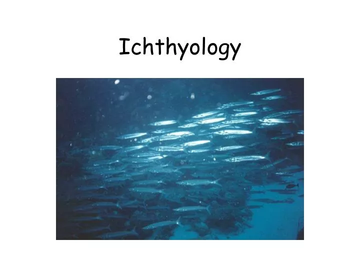PPT - Ichthyology PowerPoint Presentation, free download - ID:3074790