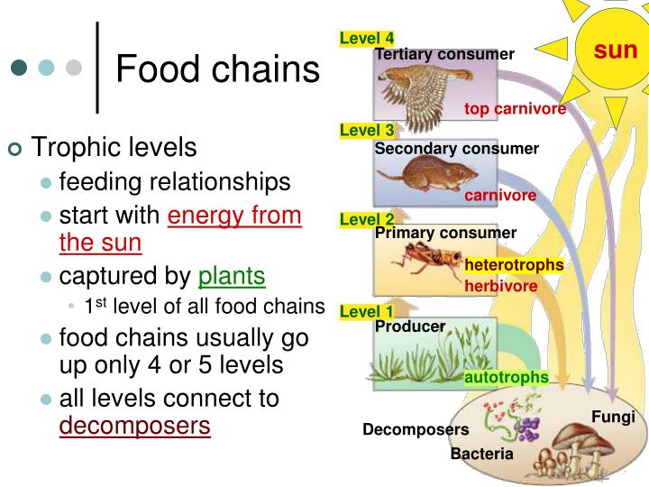 PPT - Biology 4B: Ecology PowerPoint Presentation - ID:3075875