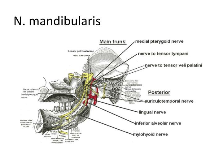 PPT - Trigeminus ’e neuralgia PowerPoint Presentation - ID:3076956