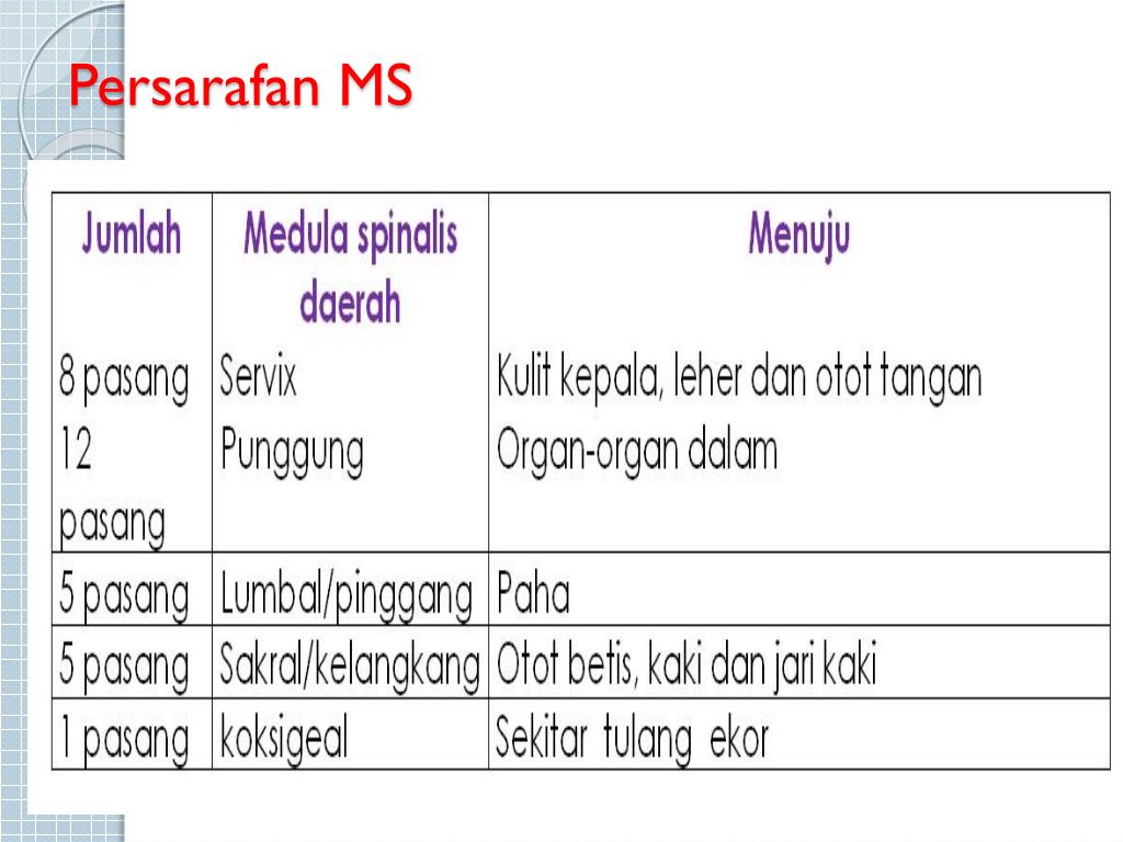 PPT - ANATOMI DAN FISIOLOGI SISTEM PERSARAFAN PowerPoint Presentation ...