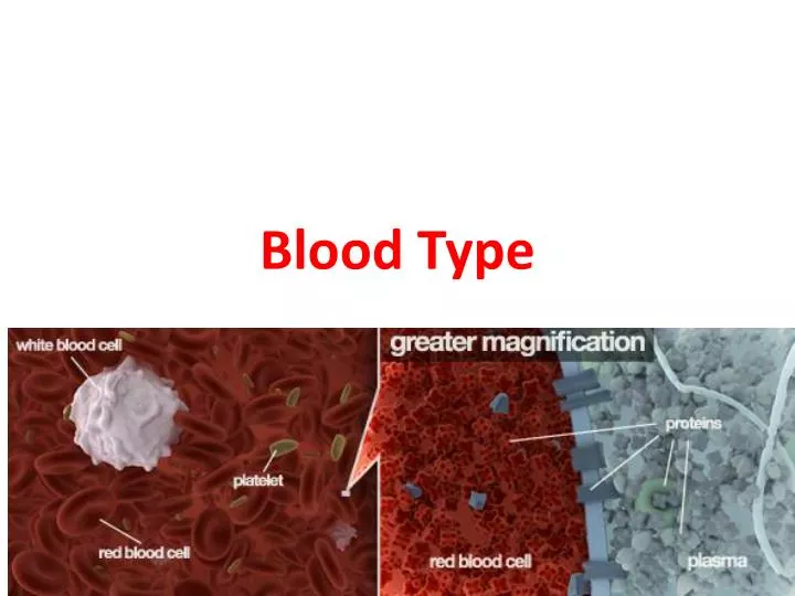 PPT - Blood Type PowerPoint Presentation, free download - ID:3077065