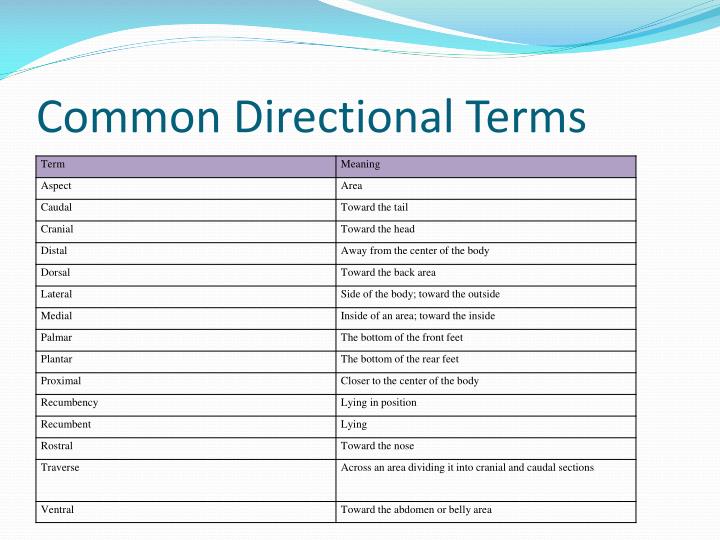 PPT - Veterinary Assisting Unit A PowerPoint Presentation - ID:3077314