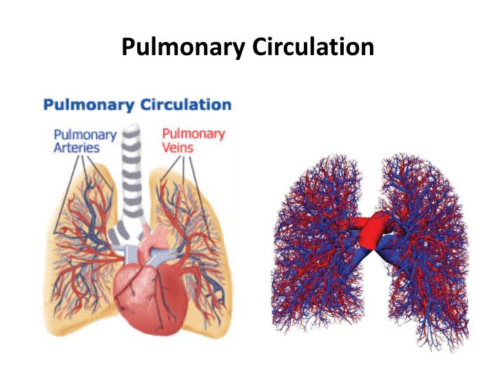 PPT - Common Requirements of living things - ANIMALS – Chapter 5 Pt C ...